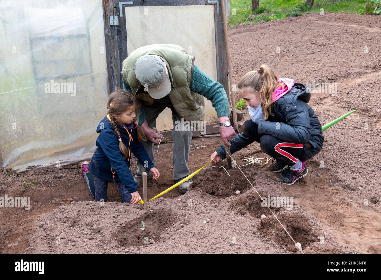 Planting 'Marabel' potatoes in spring, Moselle, France Stock Photo - Alamy
