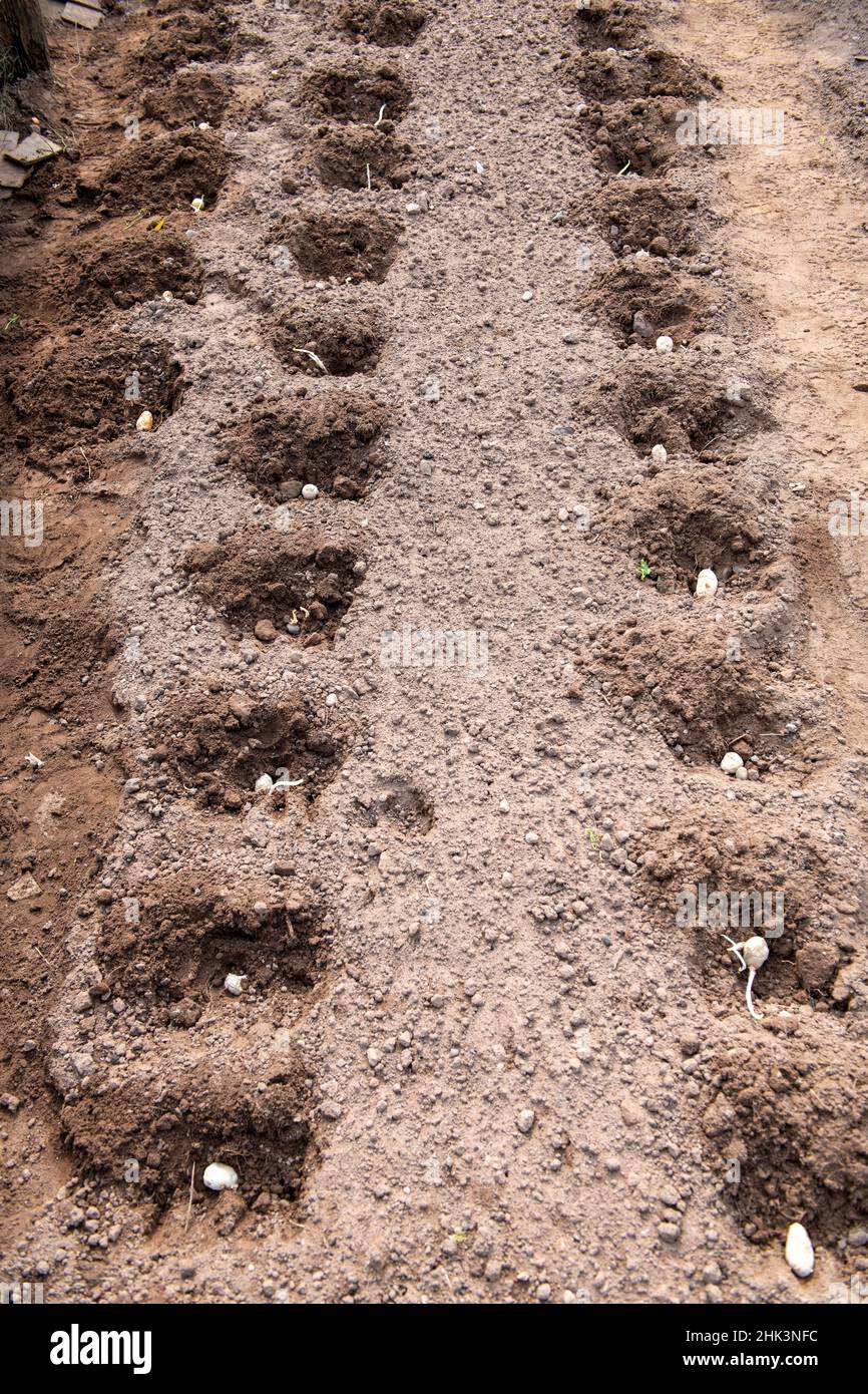 Potato planting garden hi-res stock photography and images - Alamy