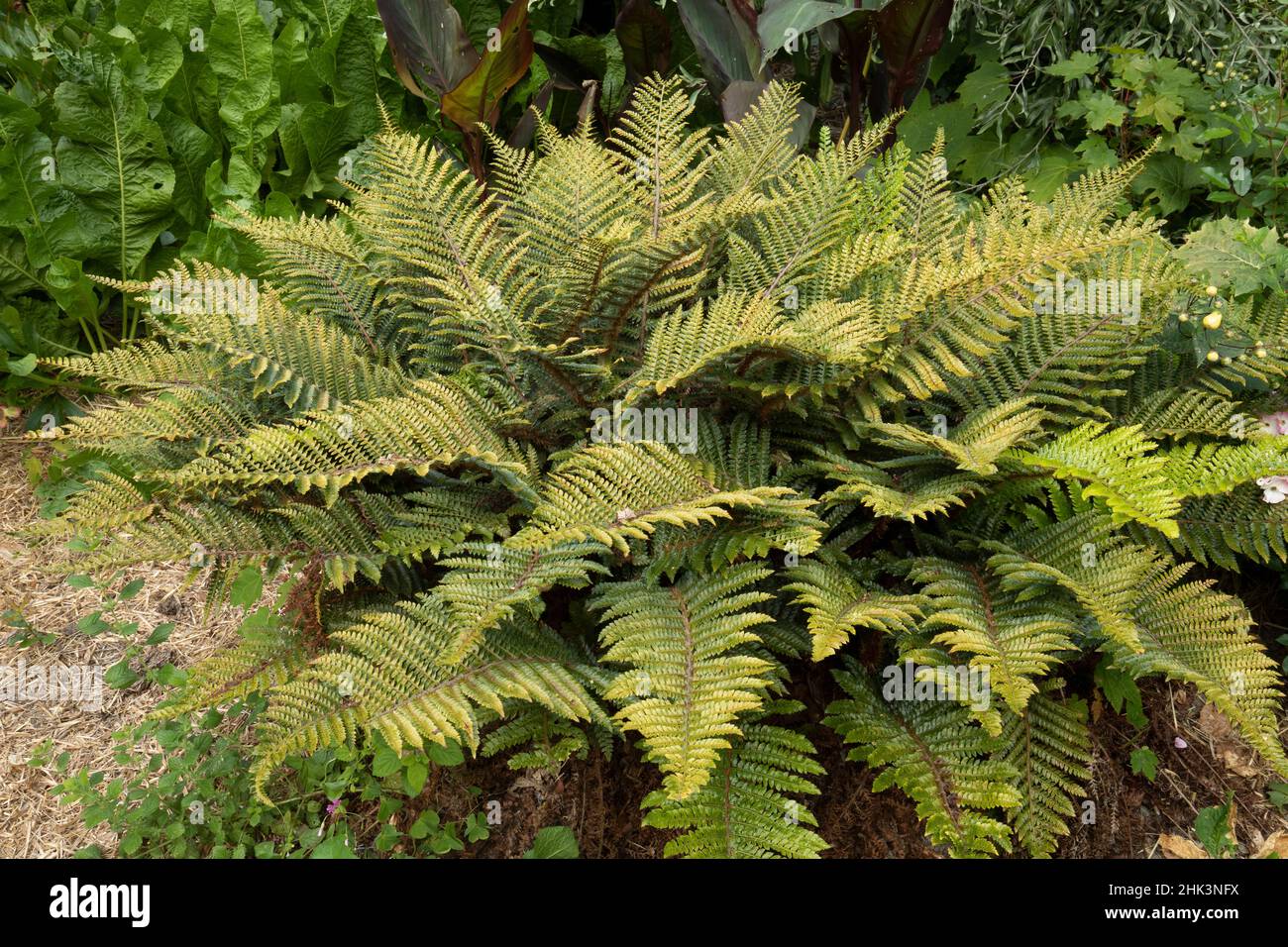 Japanese lace fern (Polystichum polyblepharum), France Stock Photo - Alamy