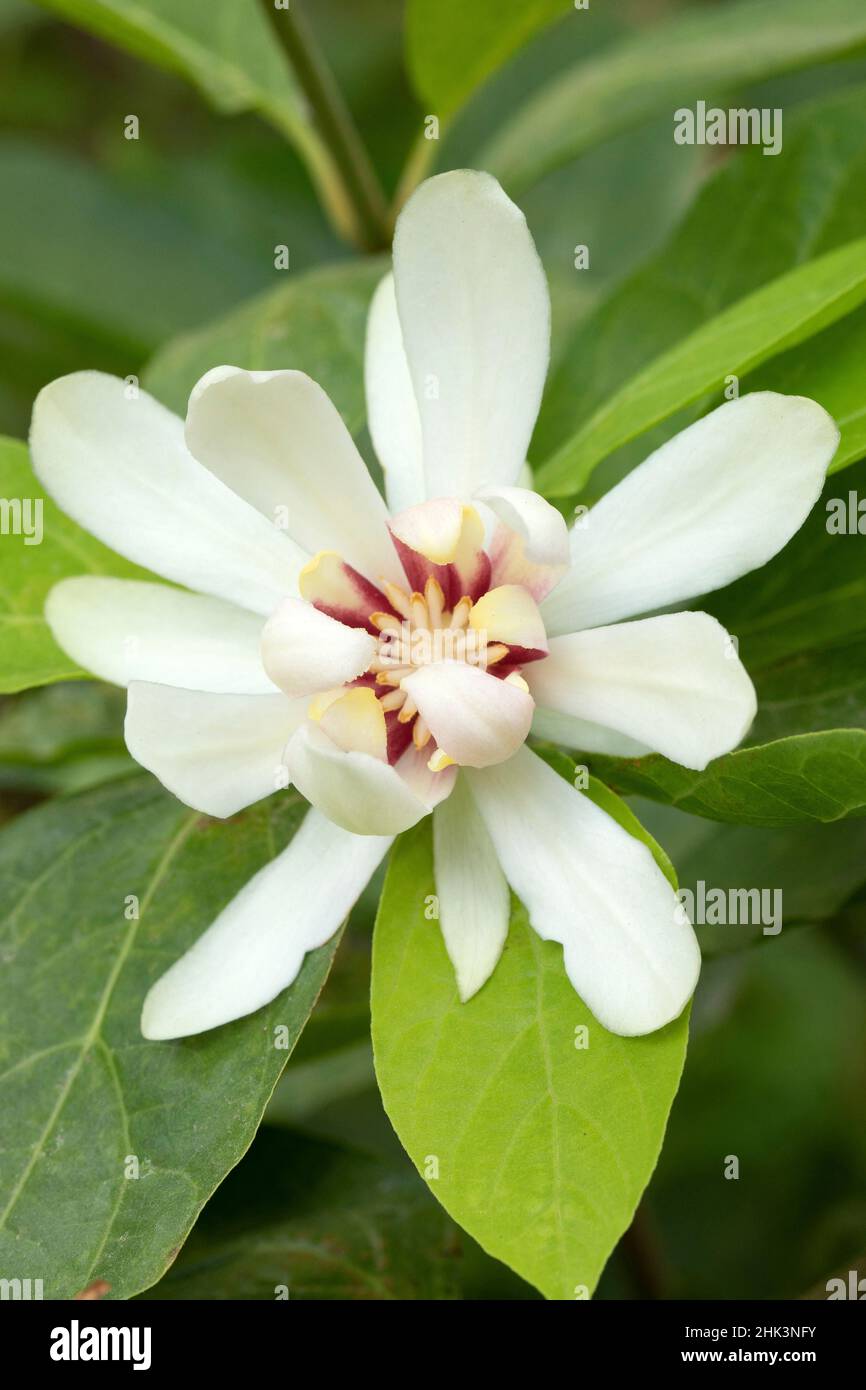 Sweetshrub (Calycanthus x raulstonii) 'Venus', flower Stock Photo - Alamy
