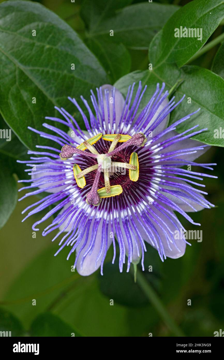 Passiflora purple haze hi-res stock photography and images - Alamy