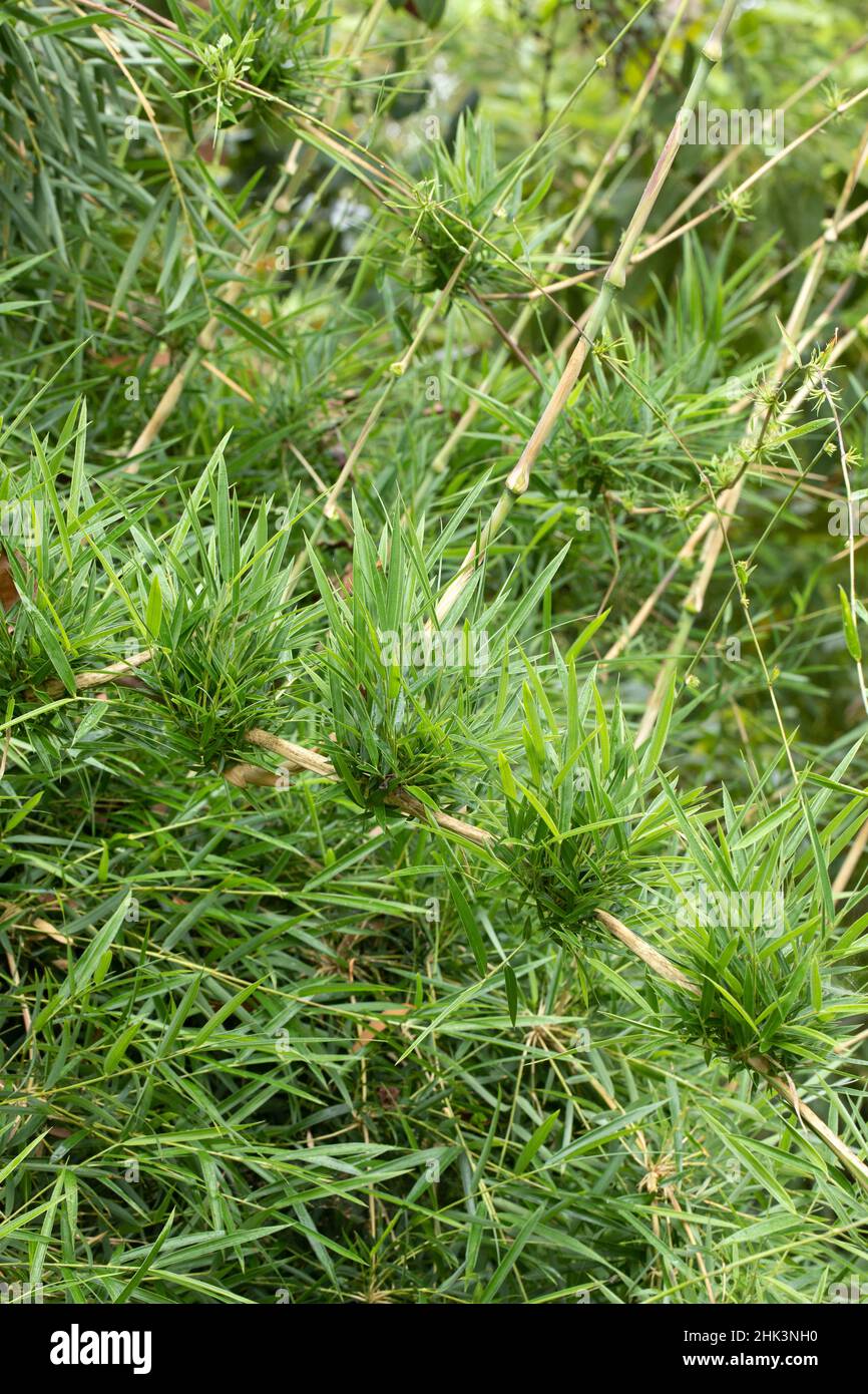 New shoots of Chusquea bamboo (Chusquea valdiviensis Stock Photo - Alamy