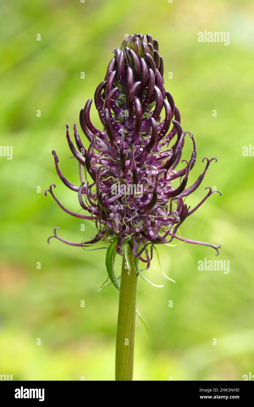 The may flower hi-res stock photography and images - Alamy