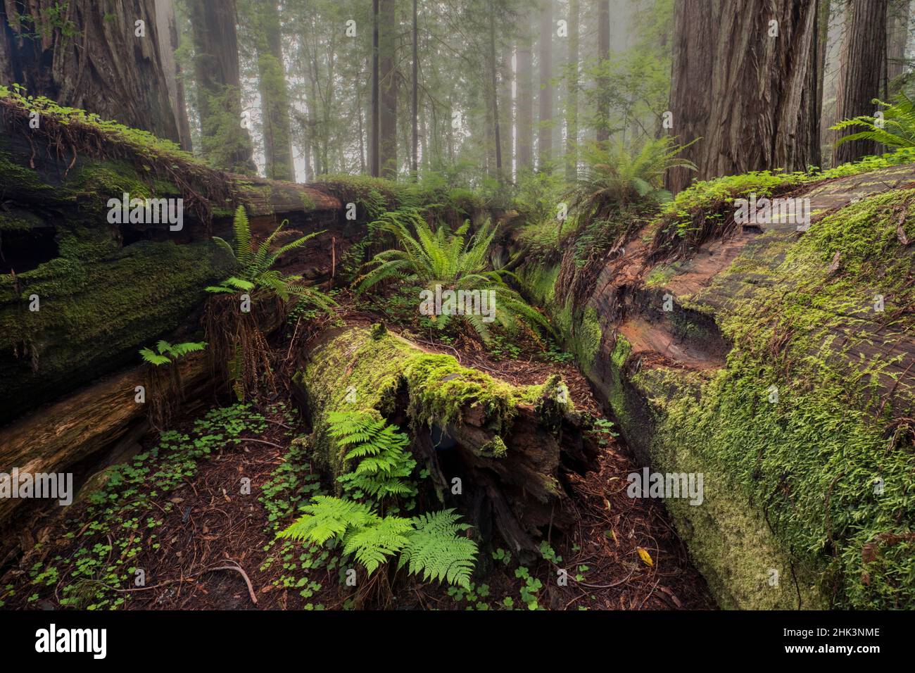 Fallen giant redwood trees and forest floor, Stout Memorial Grove ...