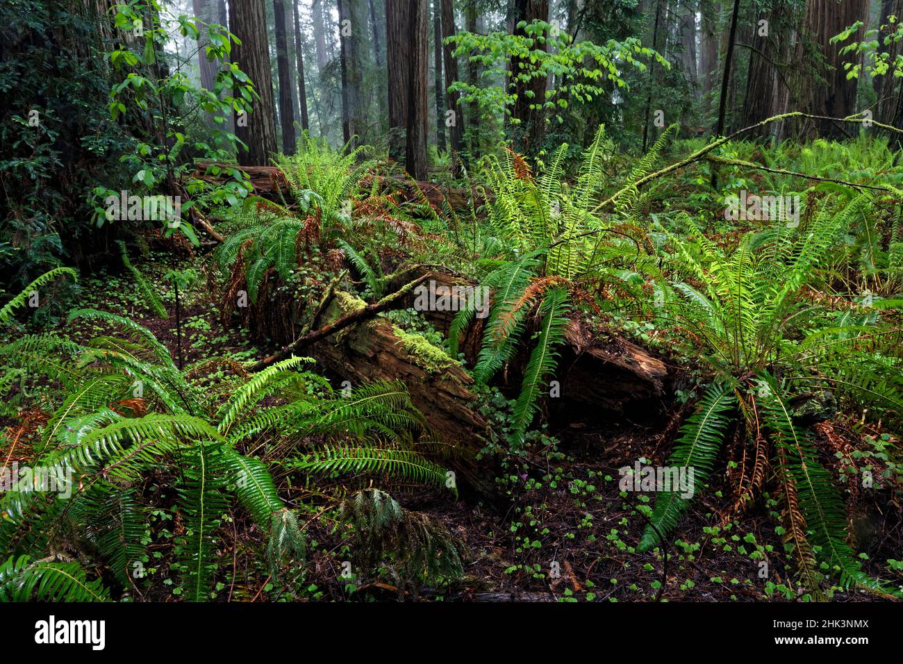 Ferns and fallen redwood trees, Stout Memorial Grove, Jedediah Smith ...
