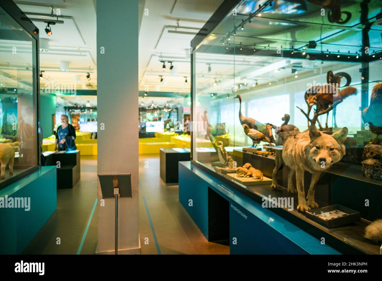 Sweden, Scania, Malmo, Malmo Museer Museums, natural history gallery ...