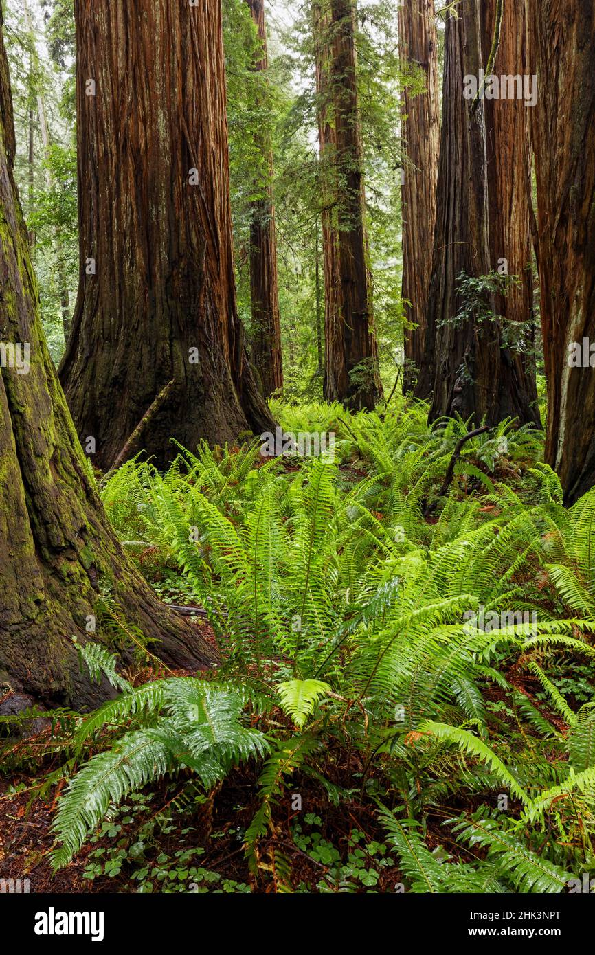 Ferns beneath giant redwood trees, Stout Memorial Grove, Jedediah Smith ...