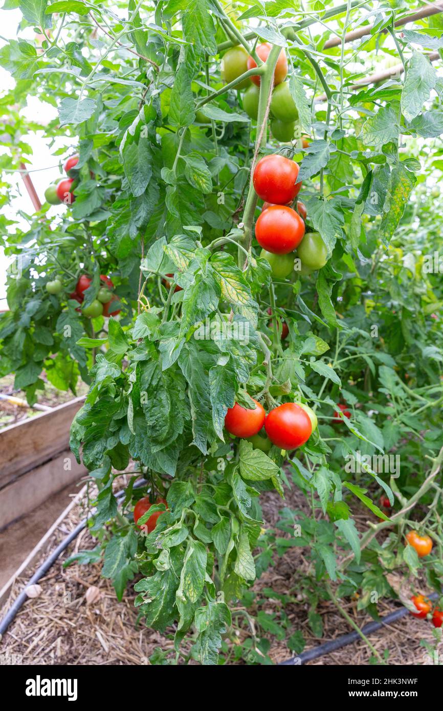 Cultivation of tomatoes sp. and eggplant (Solanum melongena), in ...