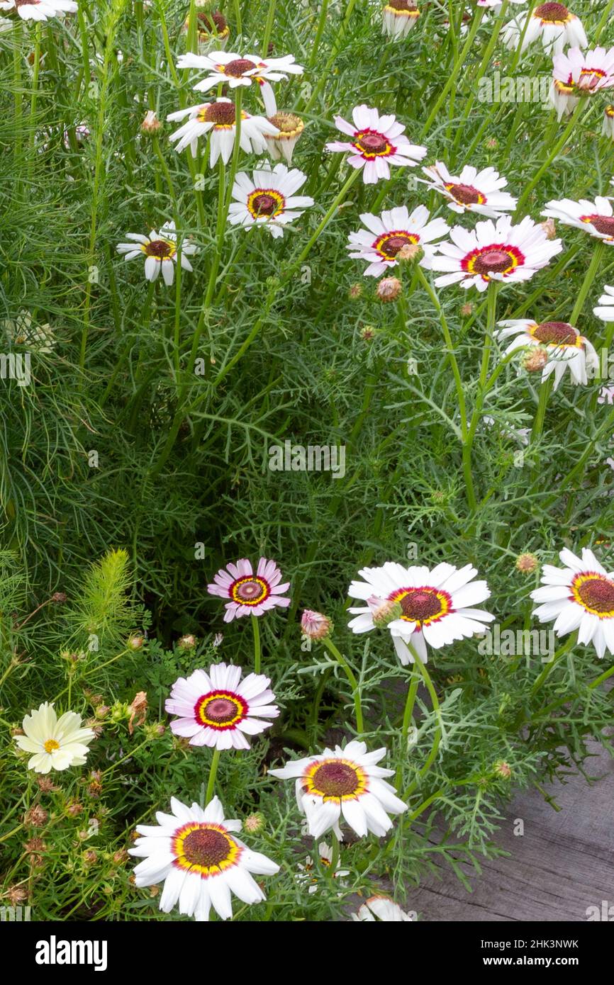 Les jardins Rocambole, Artistic vegetable and botanical gardens in ...