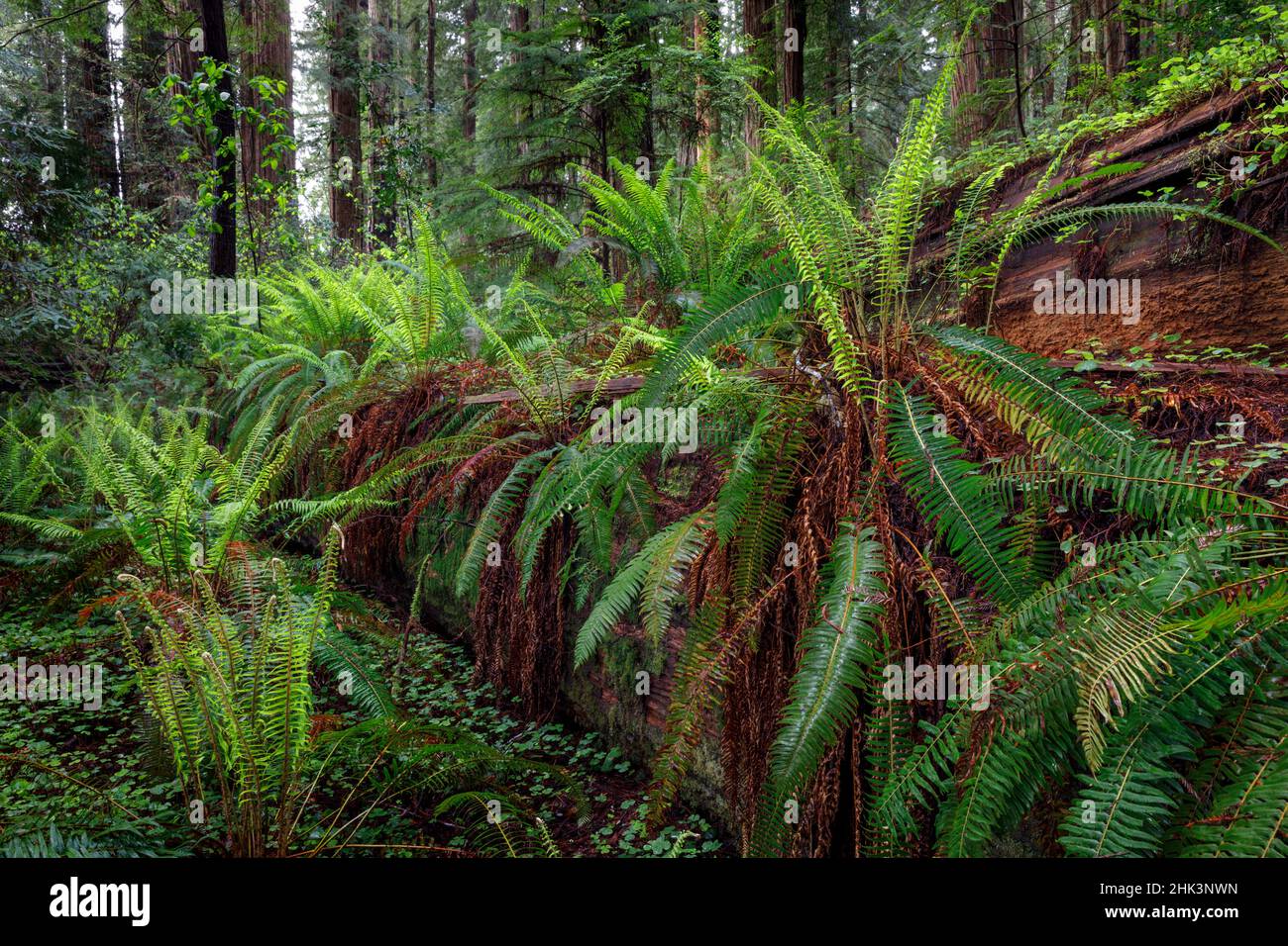 Ferns beneath giant redwood trees, Stout Memorial Grove, Jedediah Smith ...