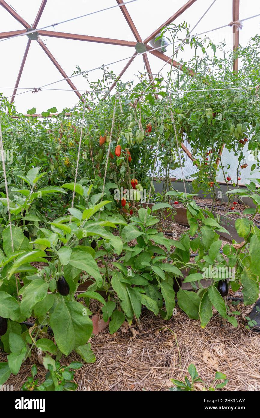 Cultivation of tomatoes sp. and eggplant (Solanum melongena), in ...