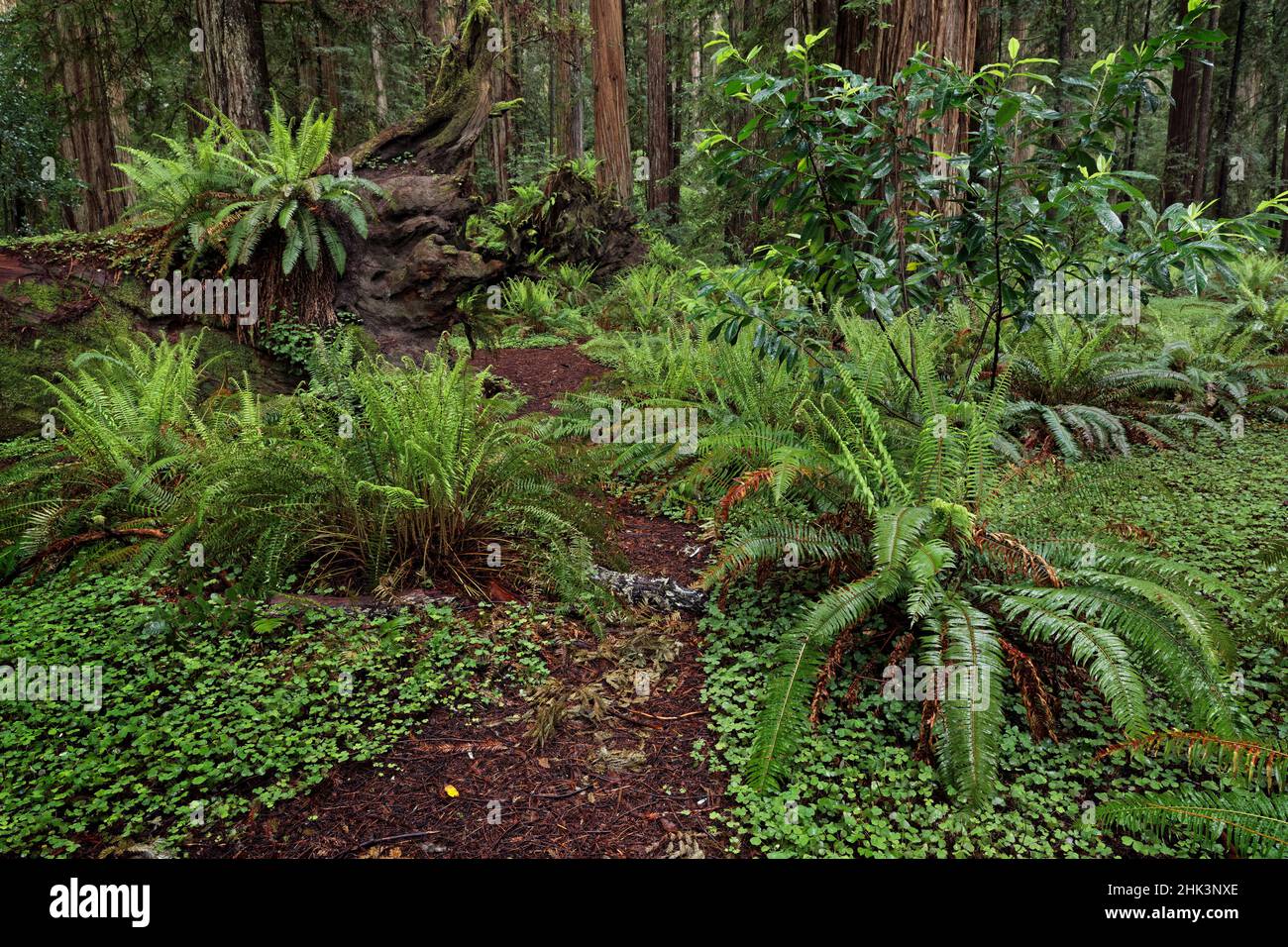 Ferns beneath giant redwood trees, Stout Memorial Grove, Jedediah Smith ...