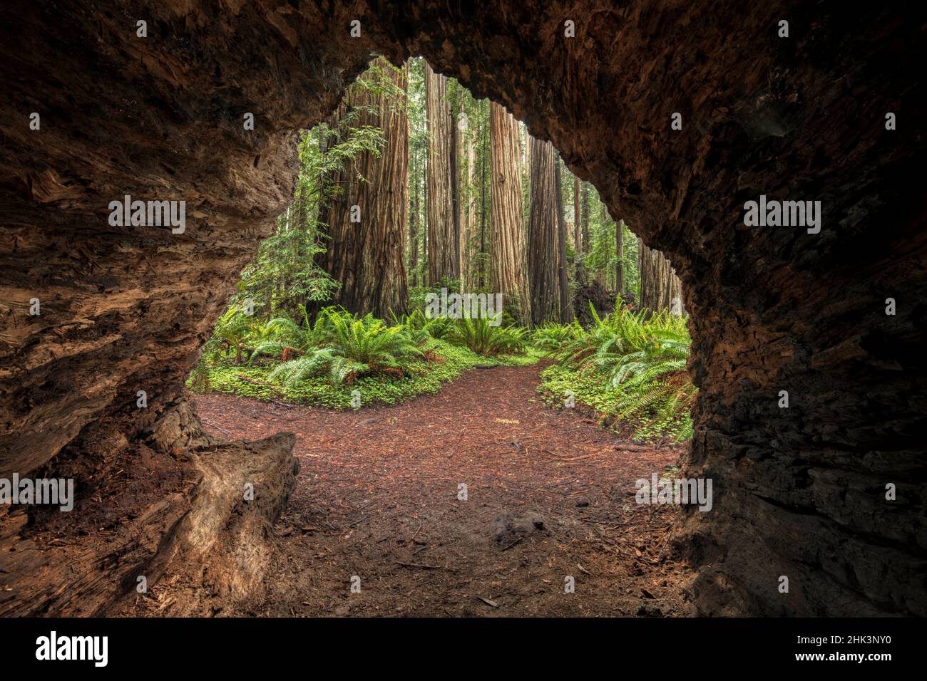 View from inside fallen giant redwood tree and surrounding redwood ...