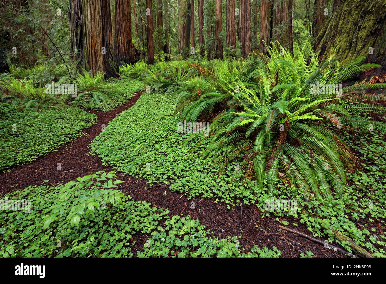 Footpath through common wood sorrel and giant redwood trees, Stout ...