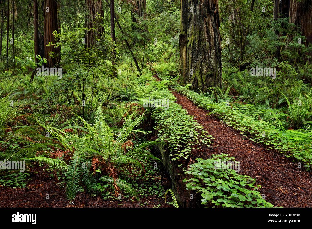 Footpath through common wood sorrel and giant redwood trees, Stout ...