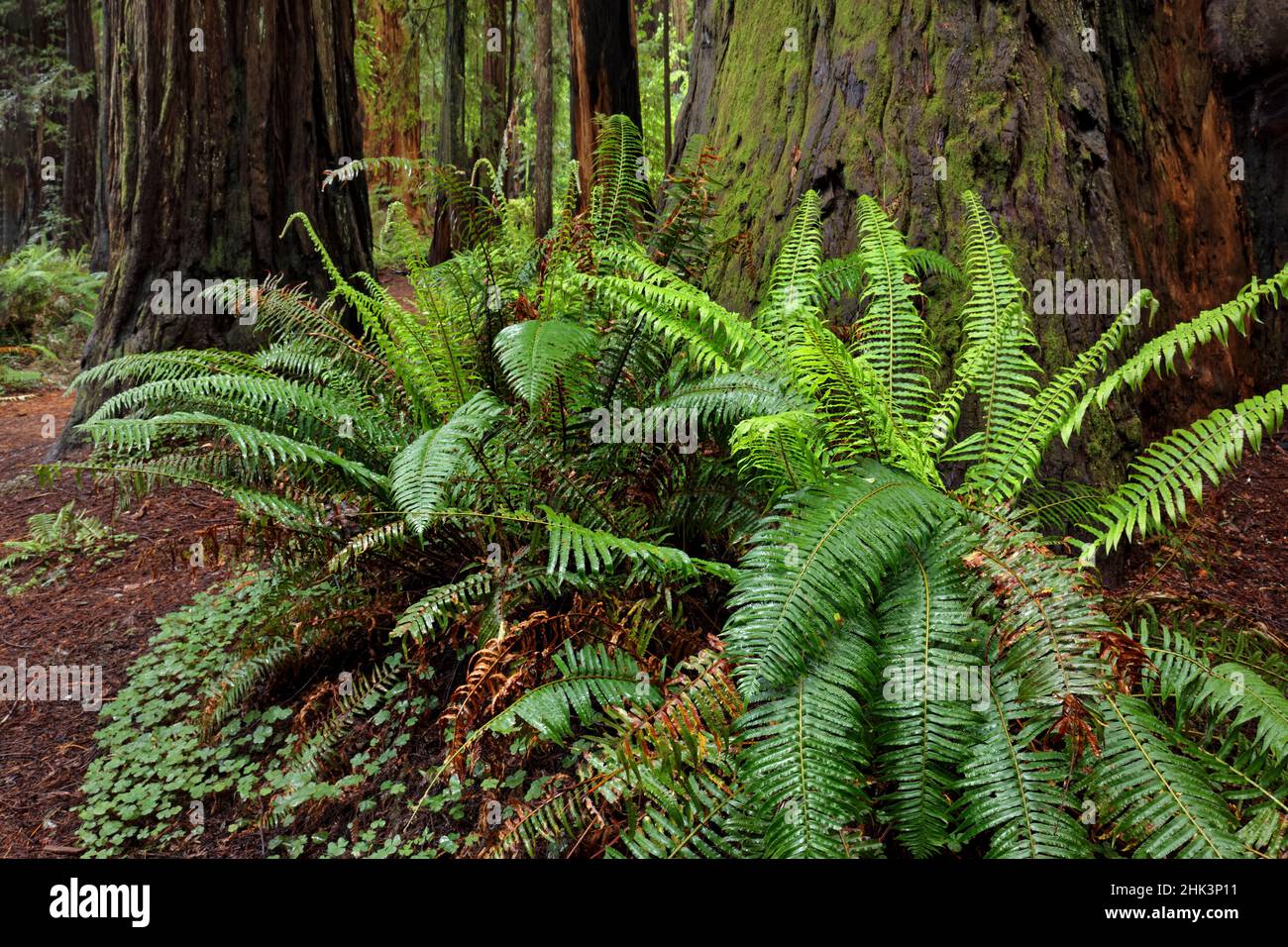 Ferns beneath giant redwood trees, Stout Memorial Grove, Jedediah Smith ...