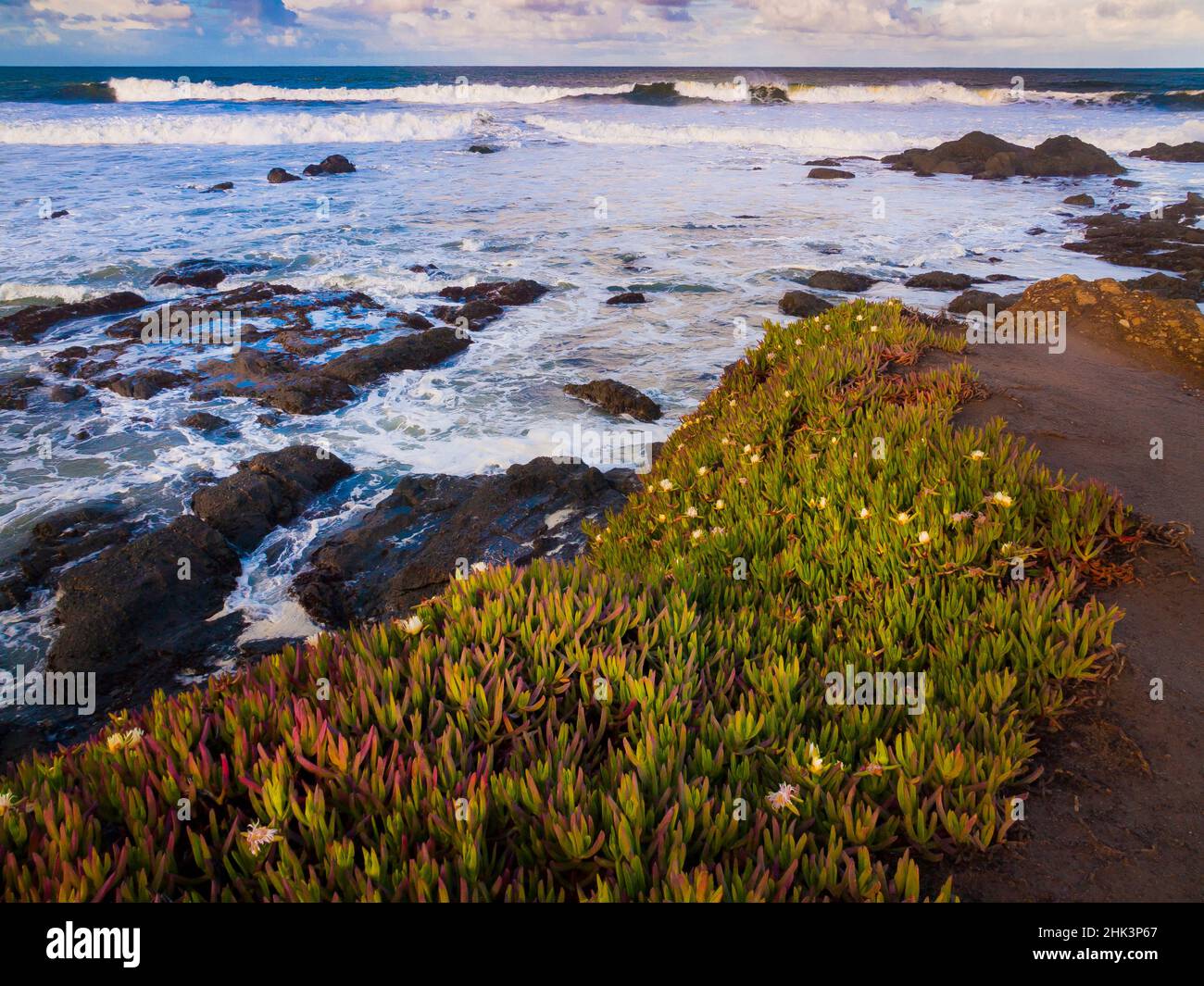 Coastal Wildflowers, Big Sur Area, California, USA Stock Photo - Alamy