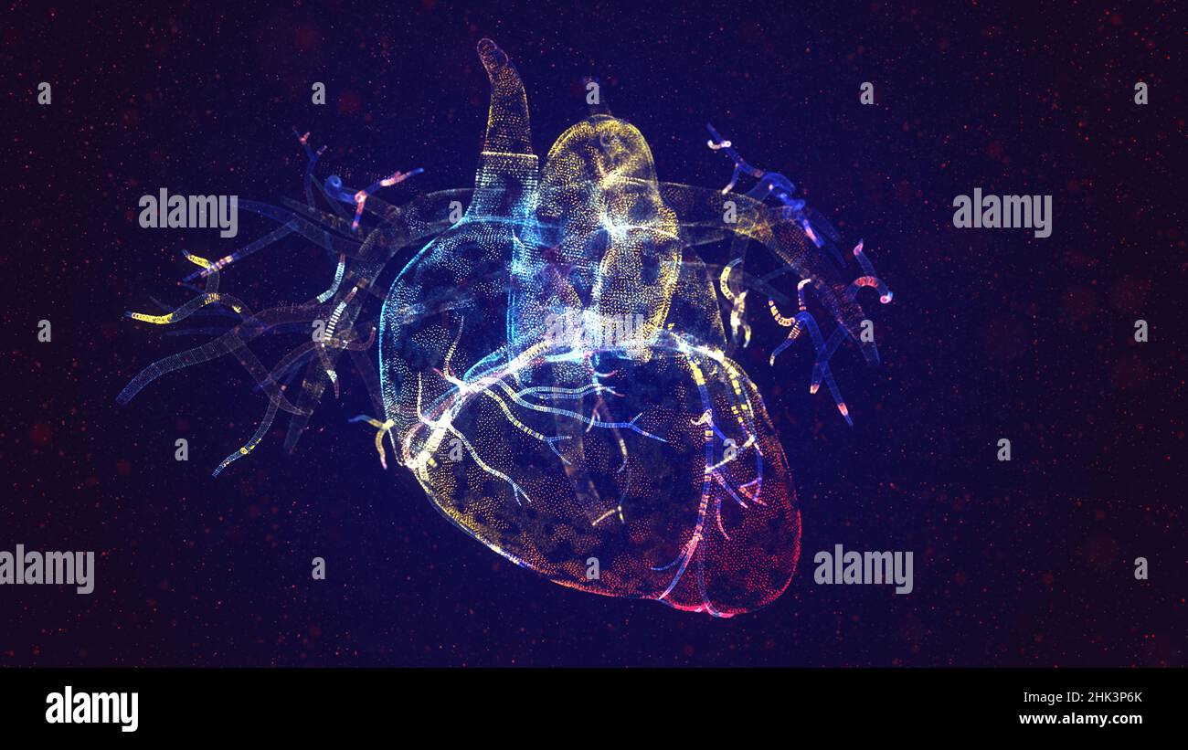 Human Heart Anatomy. Human circulatory system. Heart beat concept ...