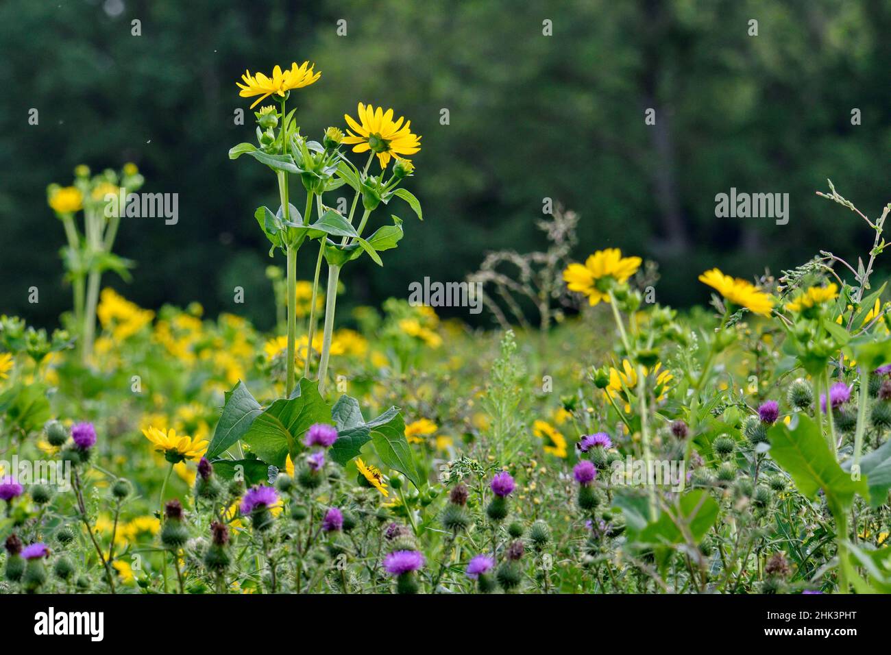 Cultivation of Cup plant (Silphium perfoliatum), a plant native to ...