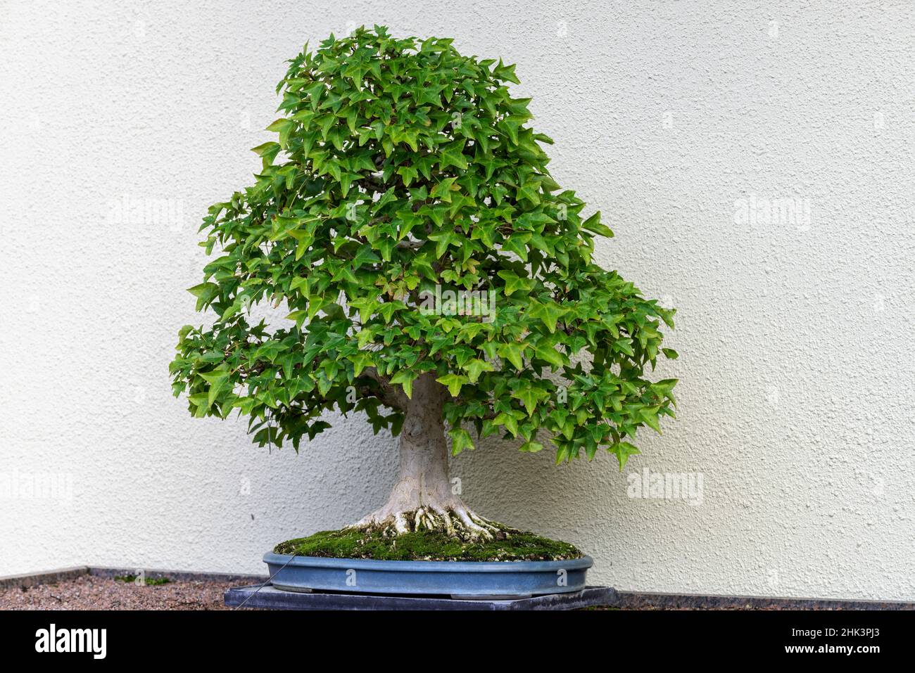 Trident Maple (Acer buergerianum), 65 year old bonsai offered by the ...