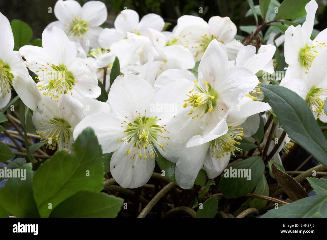 Black hellebore (Helleborus niger) in bloom Stock Photo - Alamy