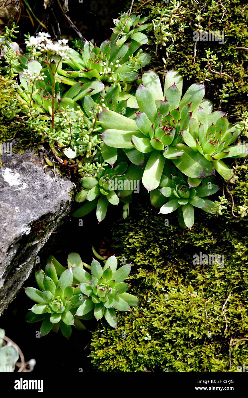 Common houseleek (Sempervivum tectorum) succulents in a rock wall Stock ...