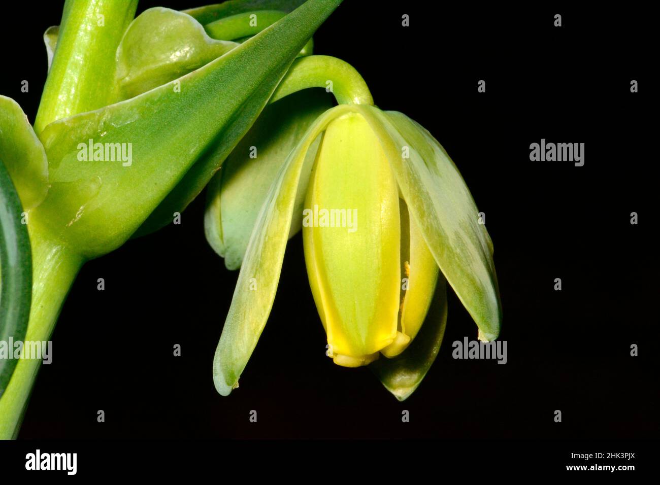 Corkscrew albuca (Albuca spiralis) flower, South Africa Stock Photo - Alamy