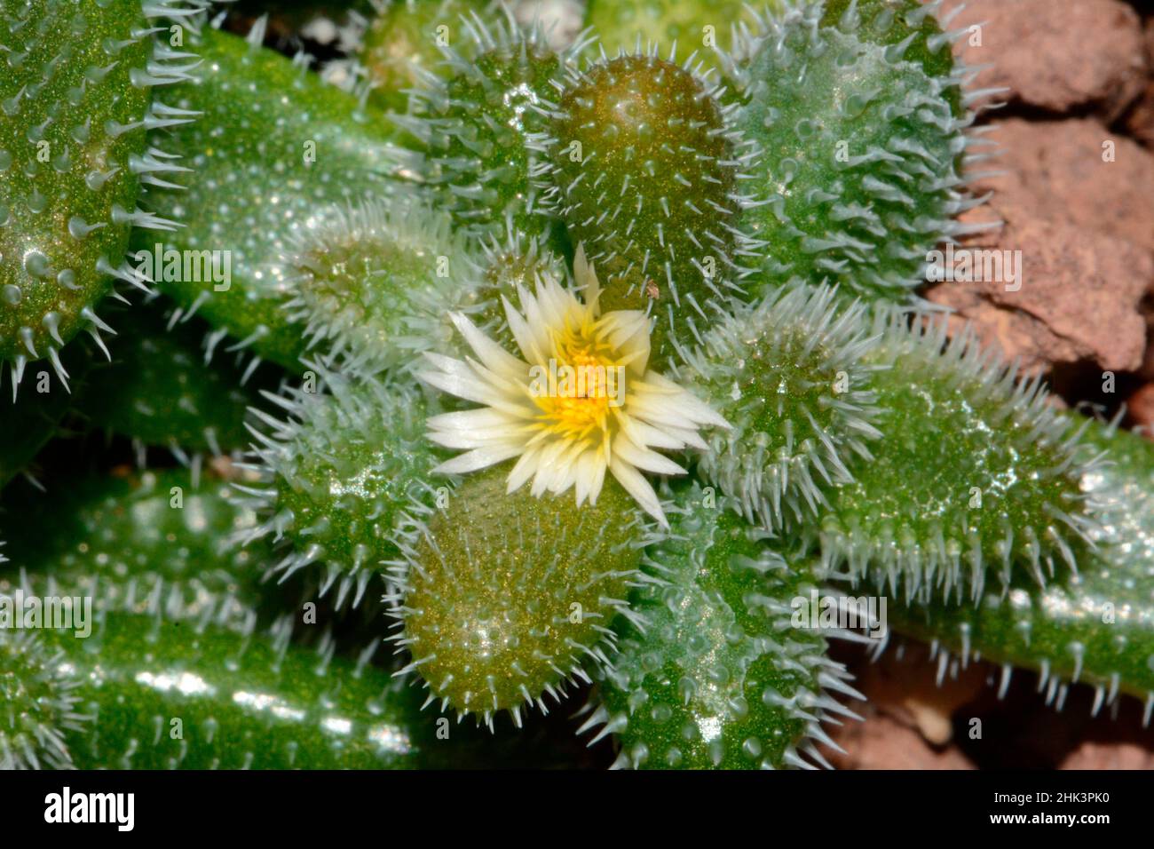 Pickle plant (Delosperma echinatum) flower, South Africa Stock Photo ...