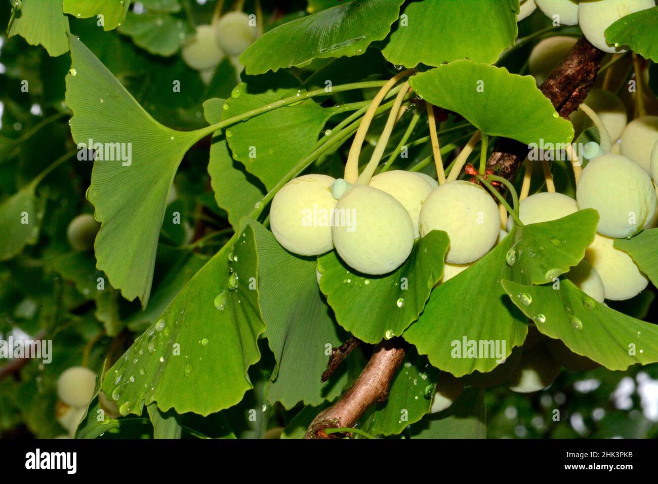 Maidenhair tree(Ginkgo biloba) 'fruits' females, ovules, Jardin des ...