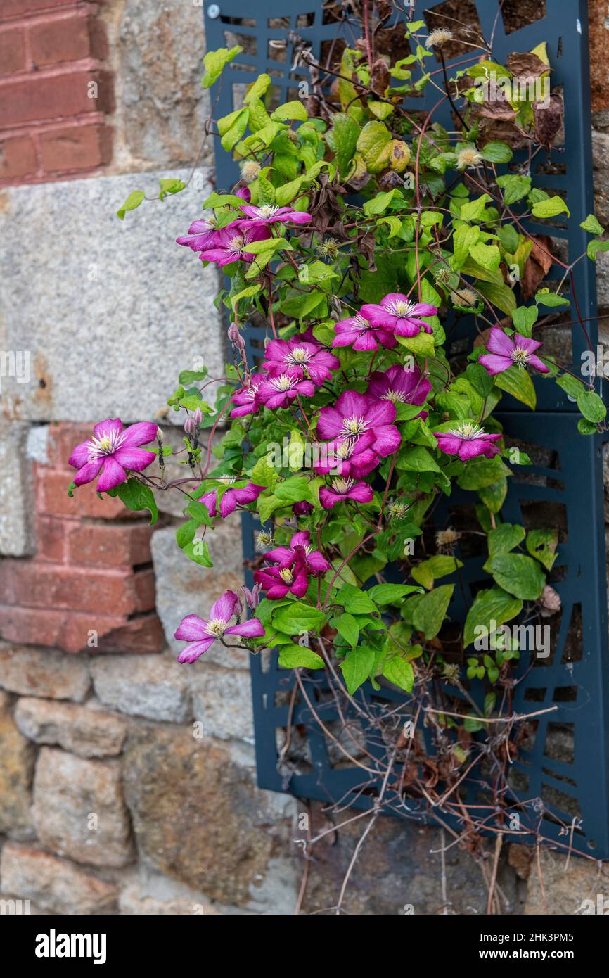 Clematis in bloom on a facade in summer, Ille et Vilaine, France Stock ...