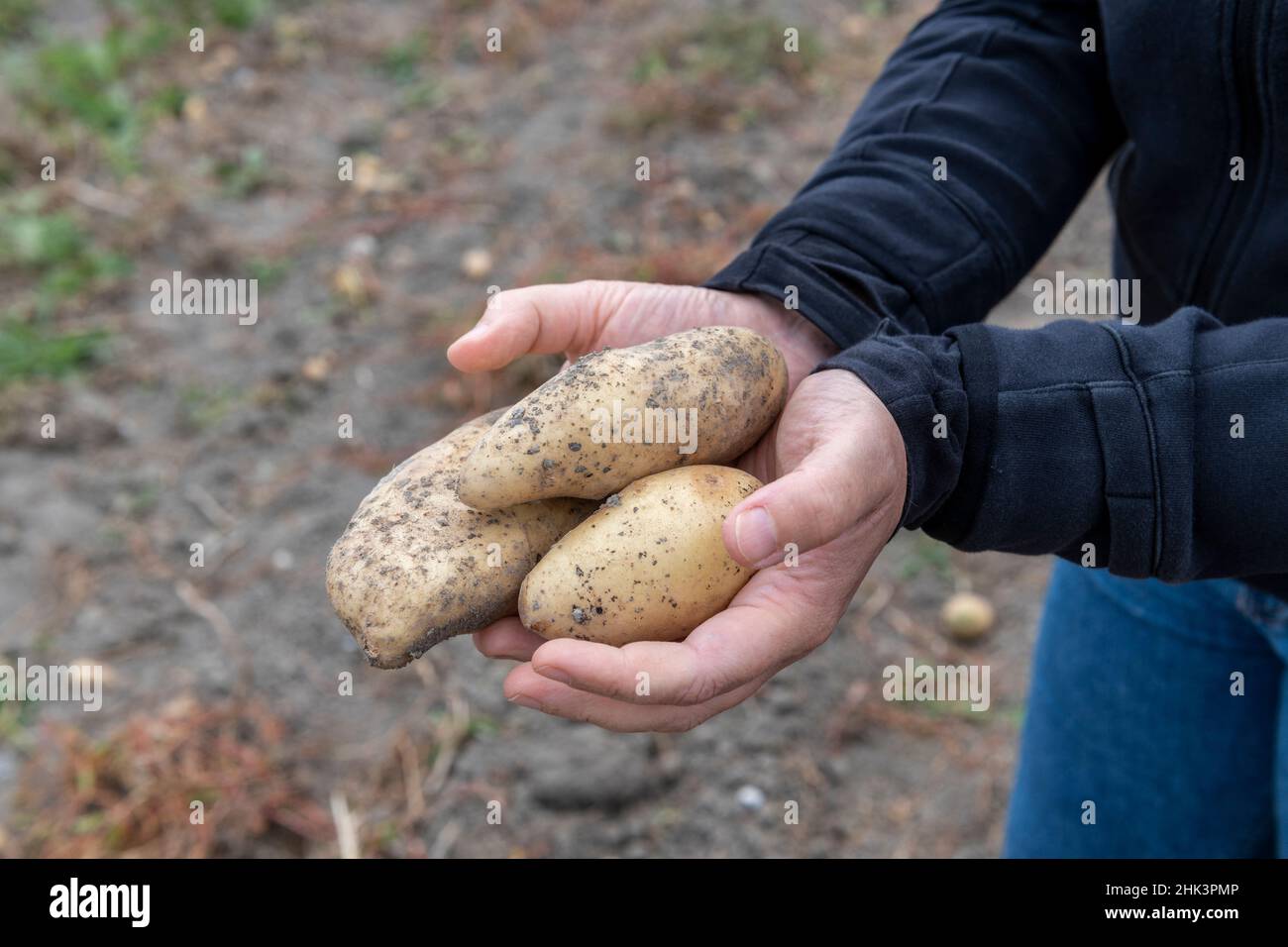 Harvesting 'Spunta' potatoes in summer, Pas de Calais, France Stock ...