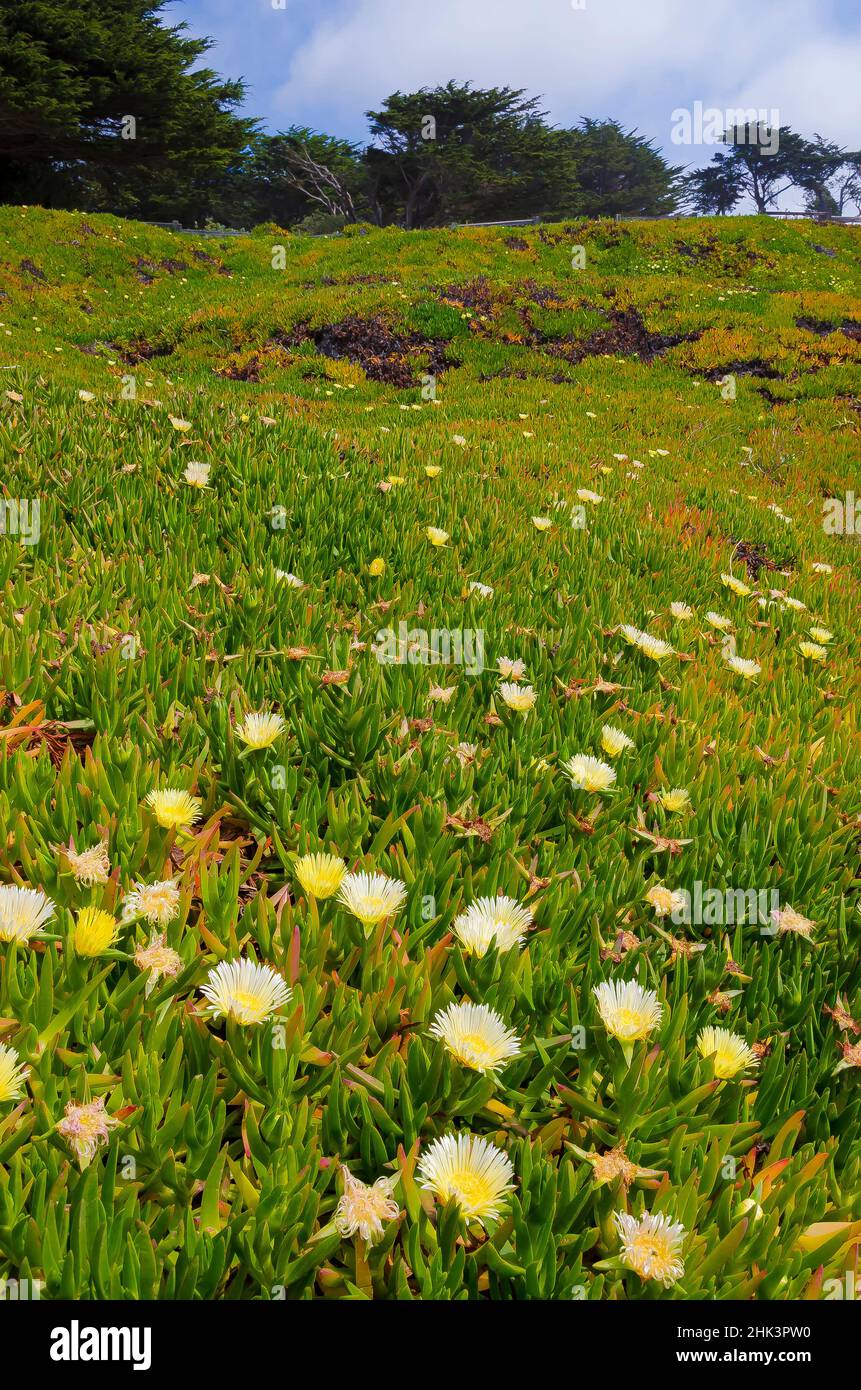 Fitzgerald Marine Reserve, California, USA Stock Photo - Alamy