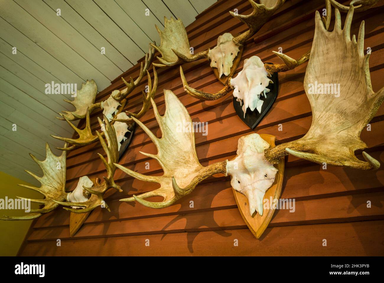 Sweden, Vastragotland, Vanersborg, Royal Hunt Museum-Elk Hill, elk ...