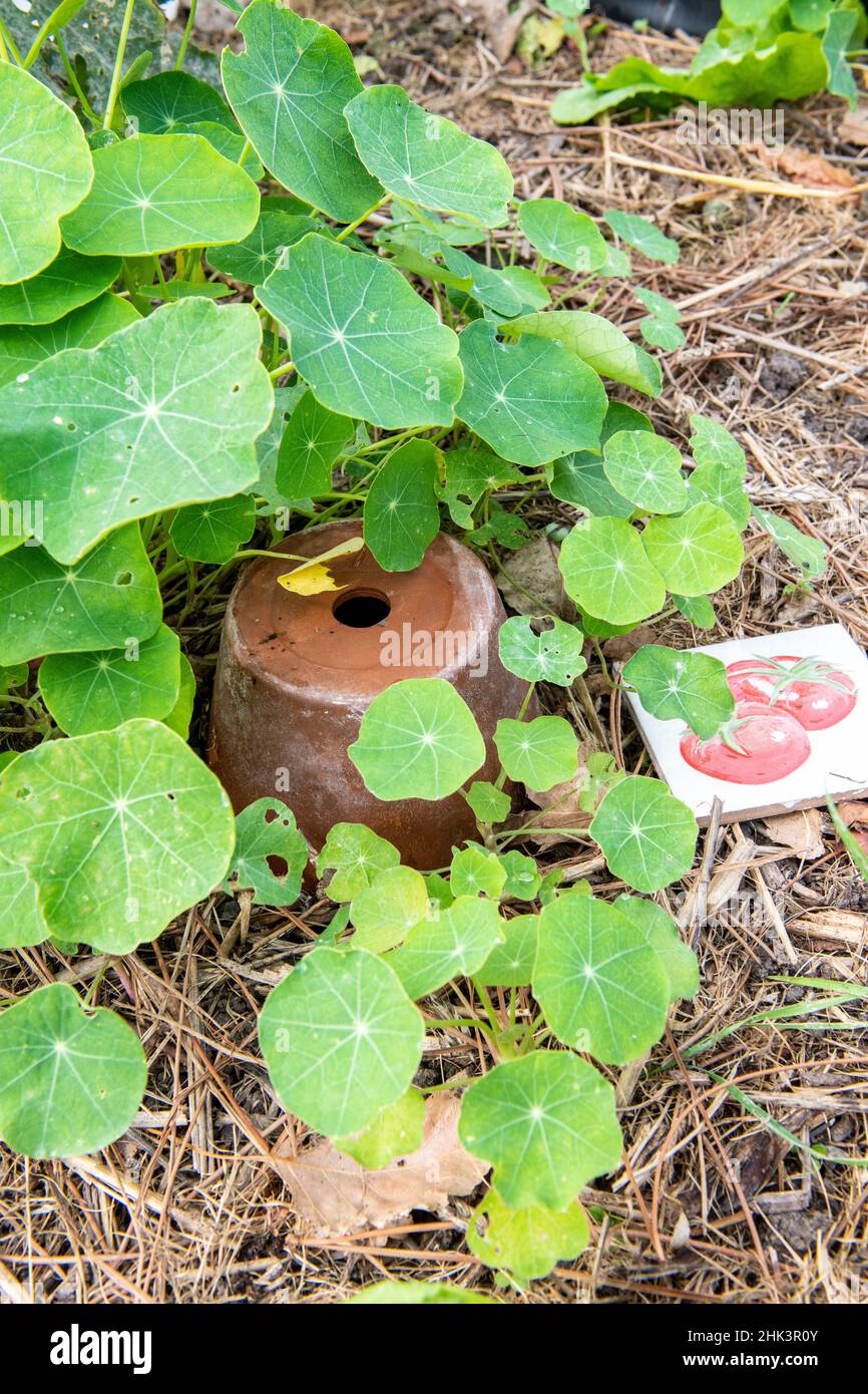 Porous clay watering pot (oya) in a garden in summer, Pas de Calais ...