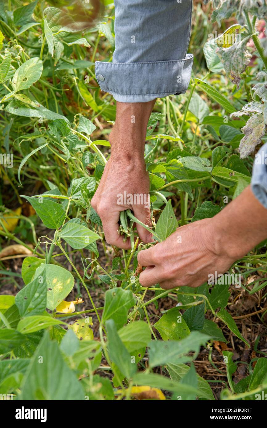 Harvesting green beans in a vegetable garden in summer, Pas de Calais ...