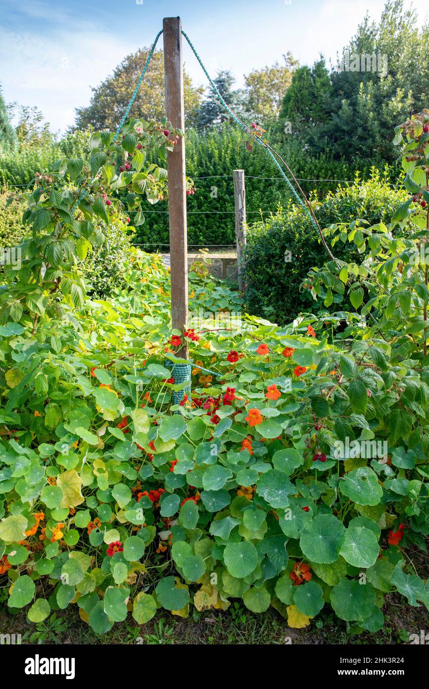 Raspberry tree in a garden climbing a pole in summer, Pas de Calais ...