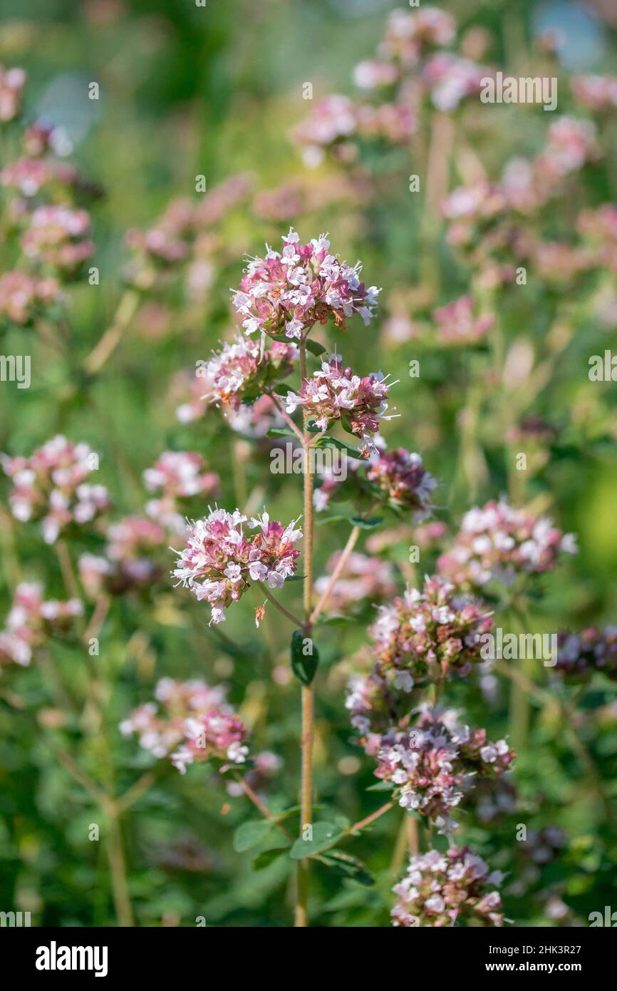 Oregano (Origanum vulgare) in bloom, Gers, France Stock Photo - Alamy