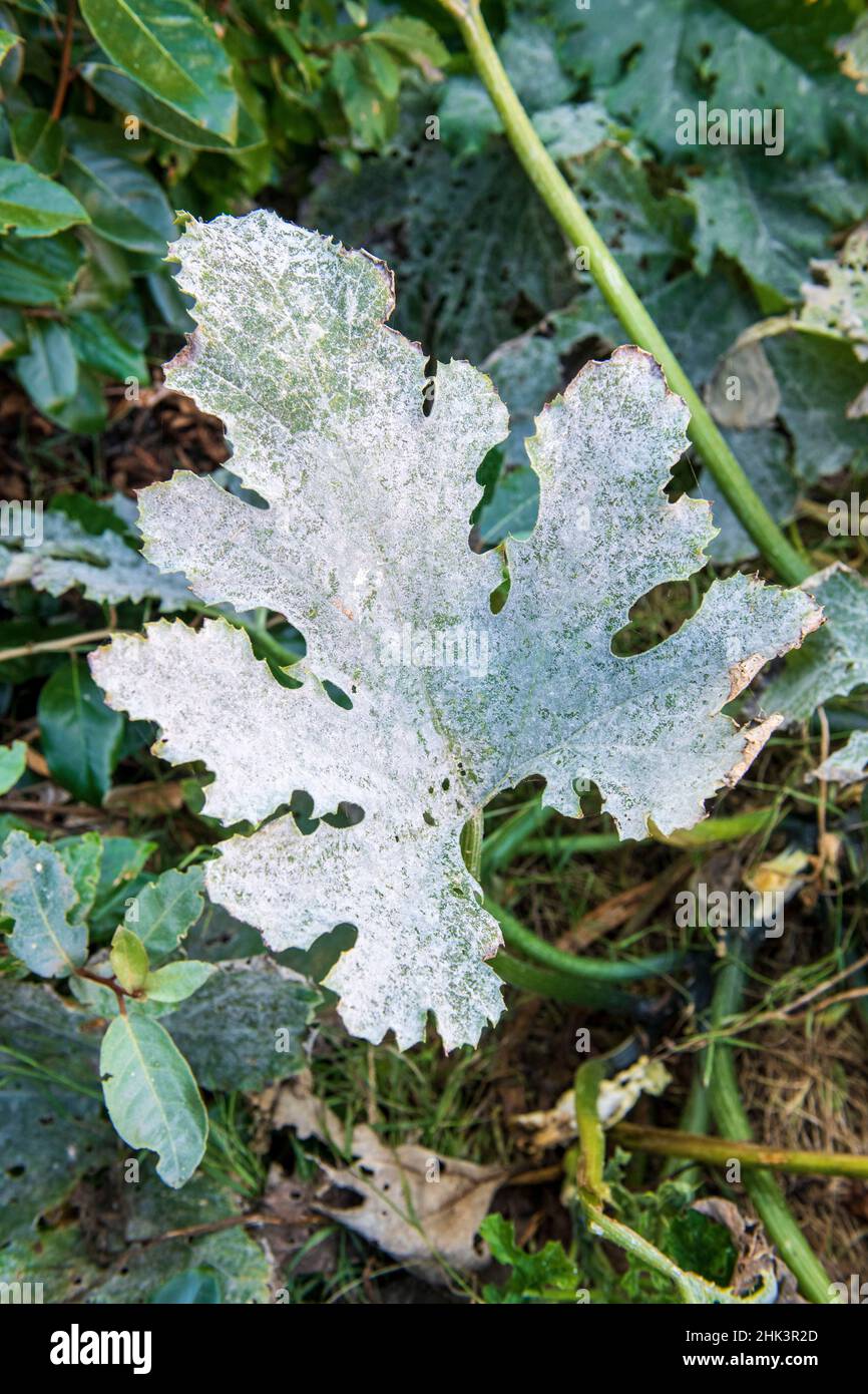 Powdery mildew on courgette foliage in summer, Pas de Calais, France ...