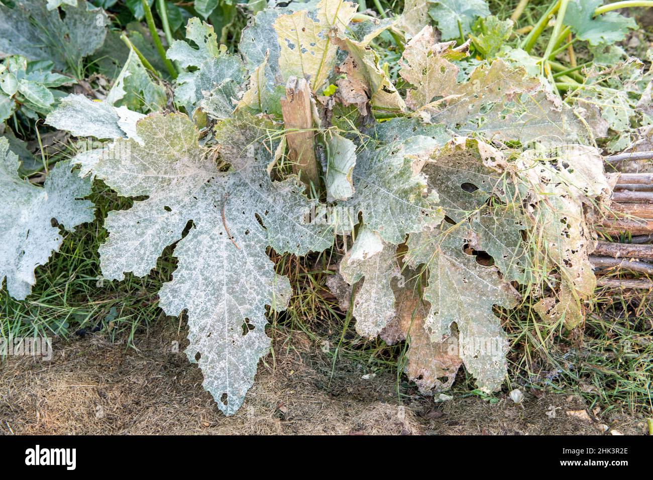Powdery mildew on courgette foliage in summer, Pas de Calais, France ...