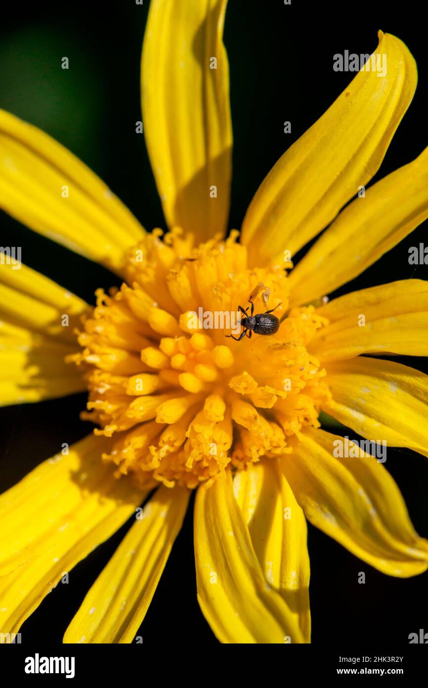 Straight-snouted weevil (Apioninae sp.) on Grey-leaved euryops (Euryops ...