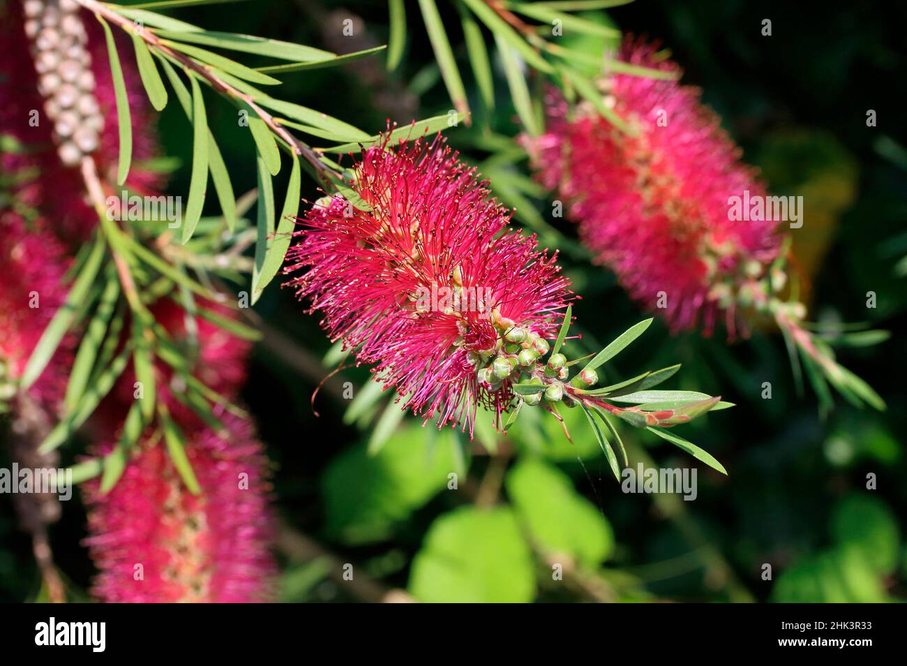 Bottlebrush (Callistemon sp) flowers, Cotes d'Armor, France Stock Photo ...