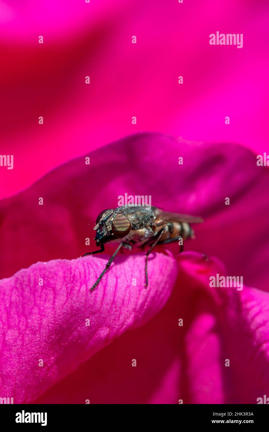 Blow fly (Stomorhina lunata) on Rosa rugosa, Cotes-d'Armor, France ...