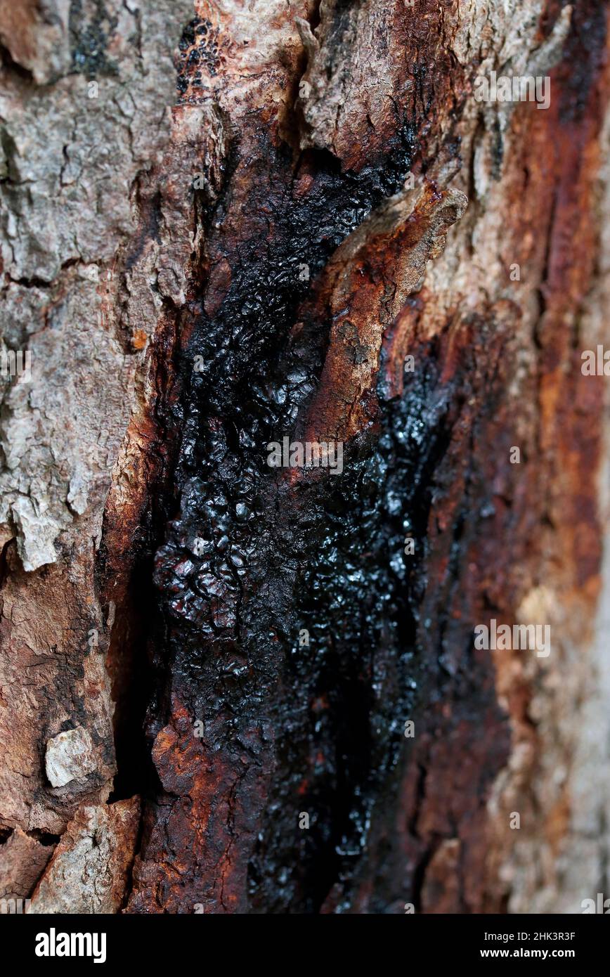 Bleeding canker of horse chestnut (Pseudomonas syringae pv. aesculi) on ...