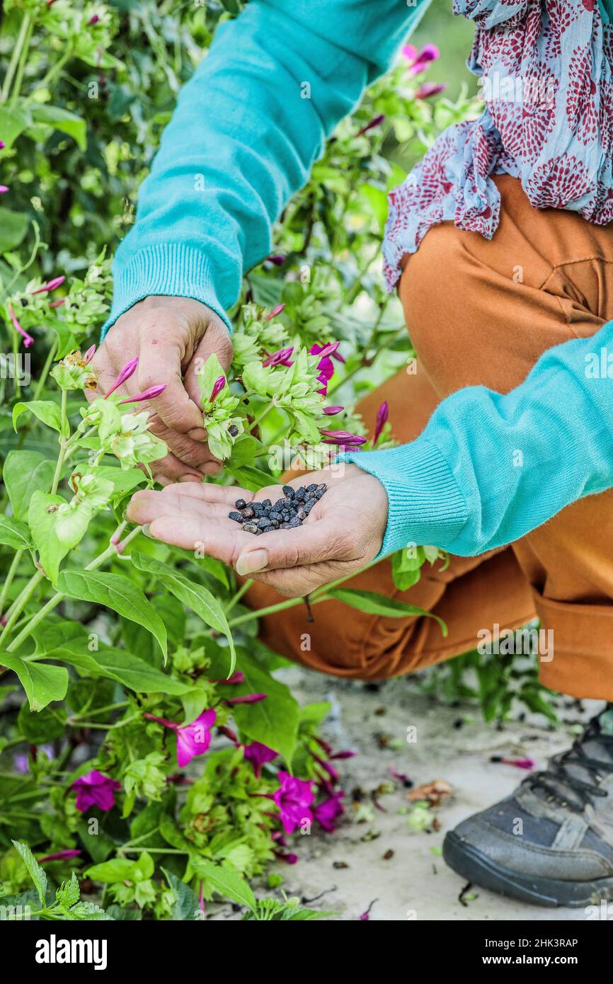 Woman harvesting seeds of the Marvel-of-Peru. The plant produces seeds ...
