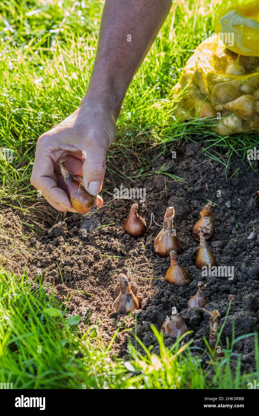 Planting spring flower bulbs in a lawn, step by step. 4: Bury the bulbs ...