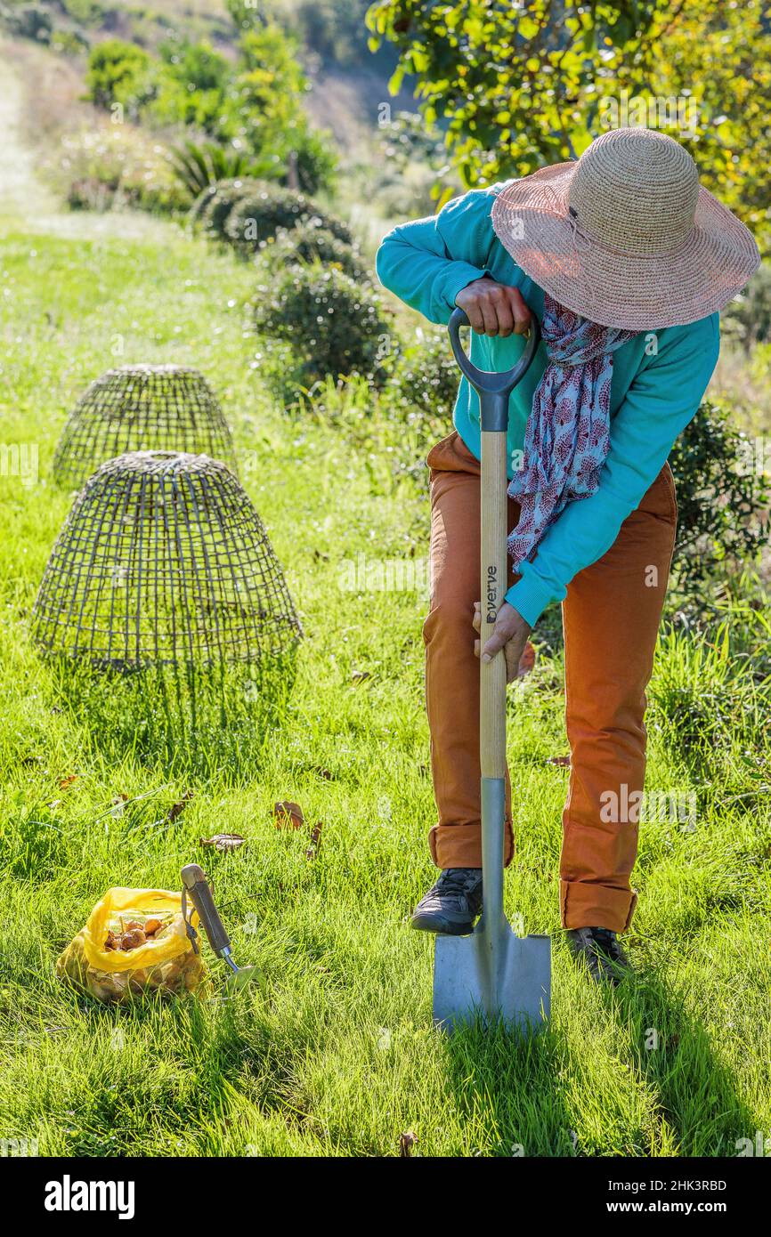Planting spring flower bulbs in a lawn, step by step. 1: Cut the lawn ...