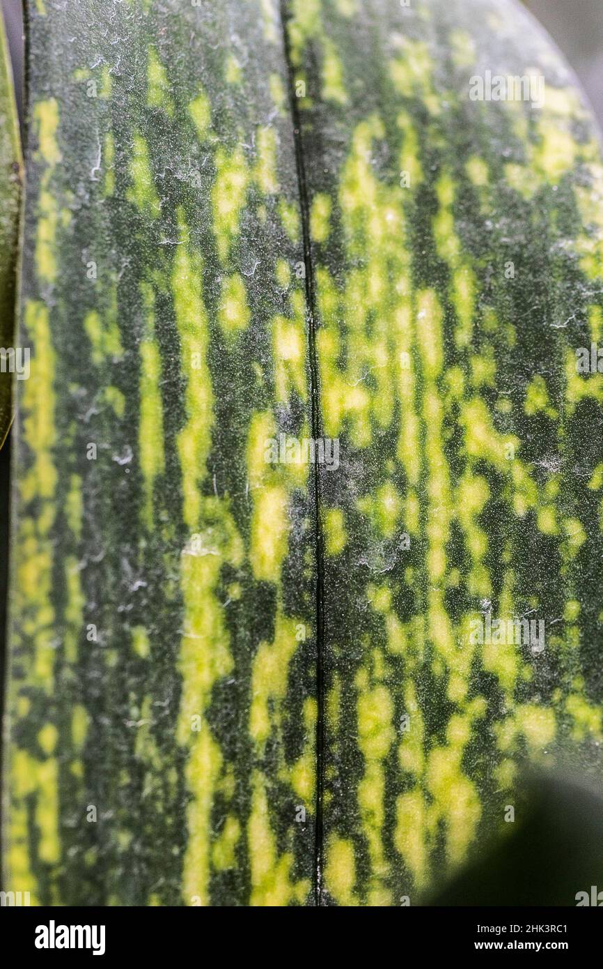 Symptoms of an Orchid virus, Cymbidium mosaic virus (CymMV), on a ...