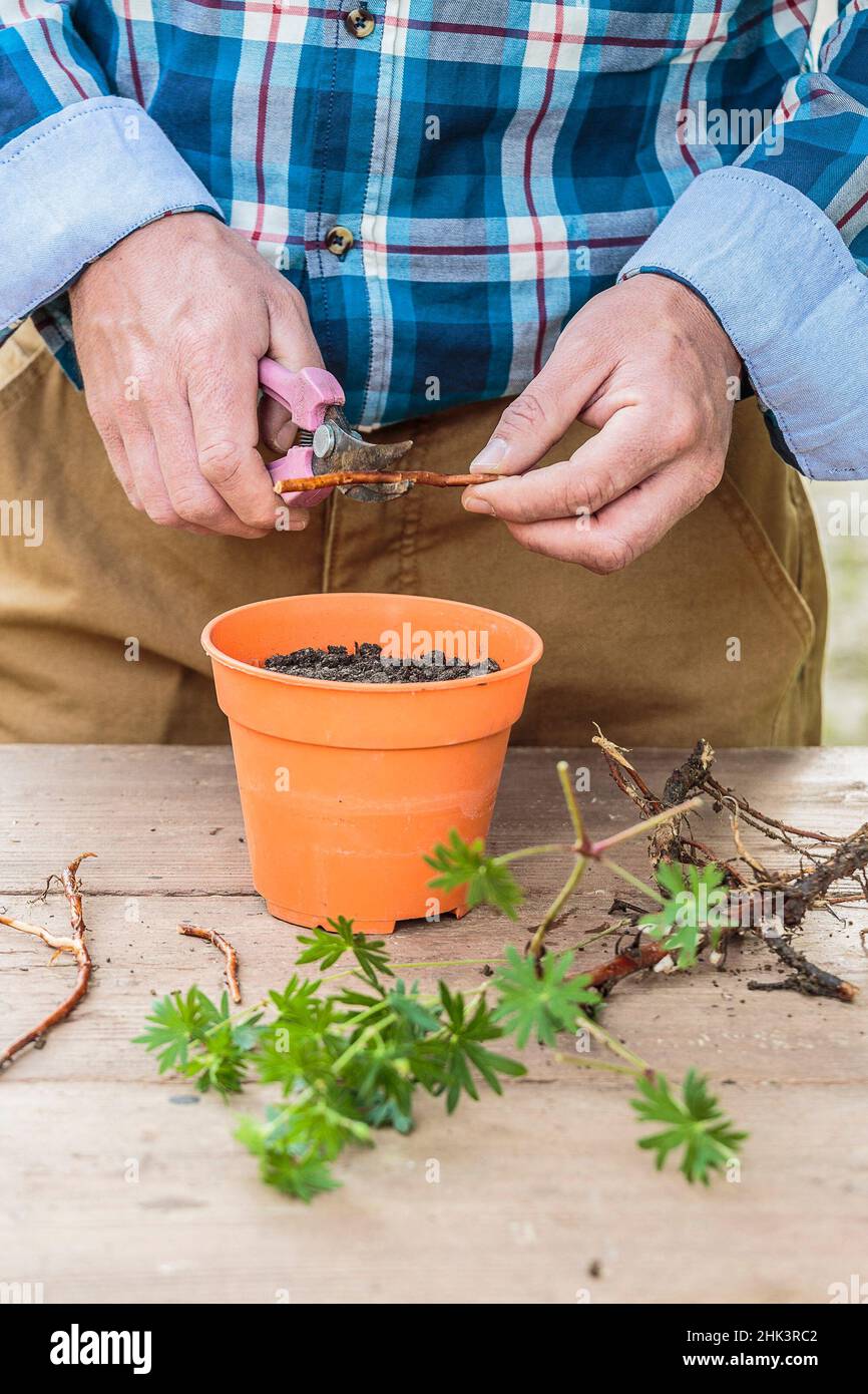 Cutting a Bloody Cranesbill (Geranium sanguineum) using root cuttings ...