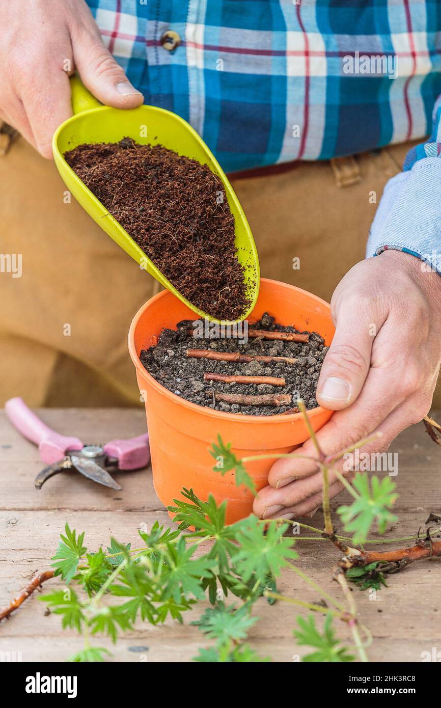 Cutting a Bloody Cranesbill (Geranium sanguineum) by root cuttings ...