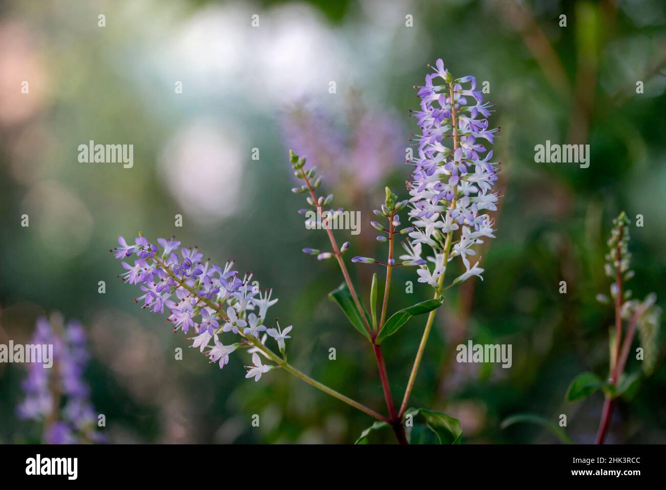 Hebe evergreen shrub flower hi-res stock photography and images - Alamy